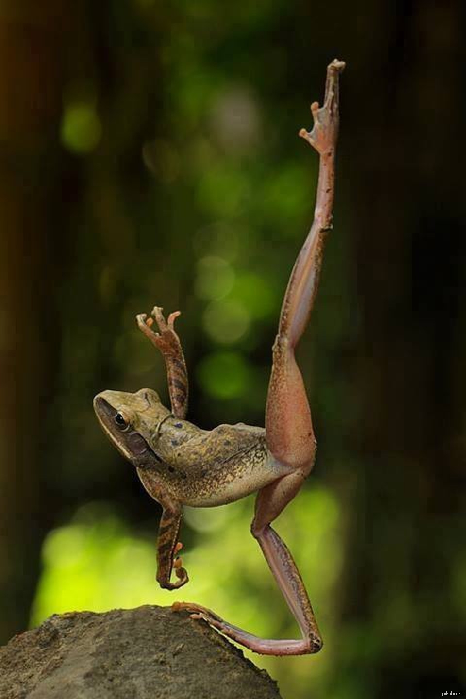 Funny frogs, Frog, Animals